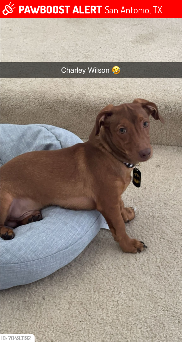 San Antonio, TX Lost Male Dog, Charley Is Missing | PawBoost