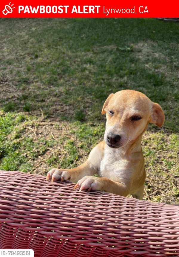 Lynwood, CA Lost Male Dog, Canelo Is Missing | PawBoost