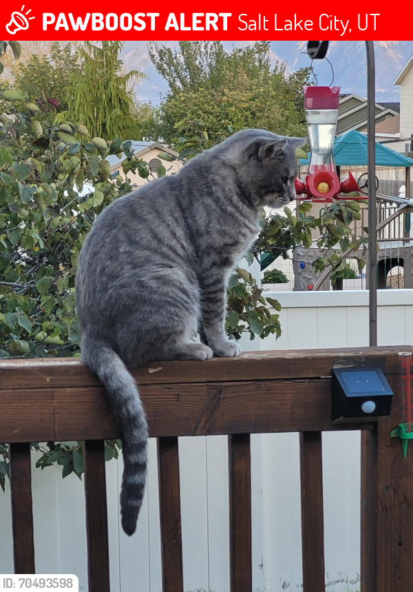 Salt Lake City, UT Lost Male Cat, Tom Is Missing | PawBoost