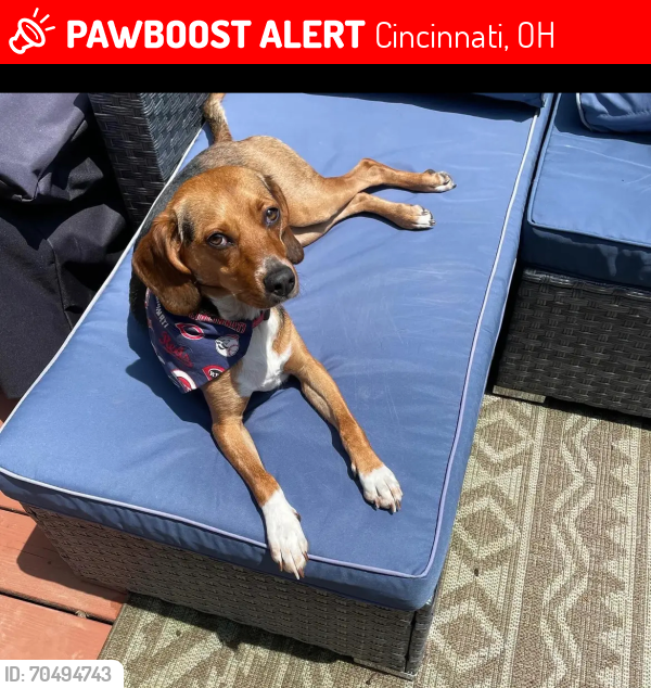 Cincinnati, OH Lost Female Dog, Ruth Is Missing | PawBoost