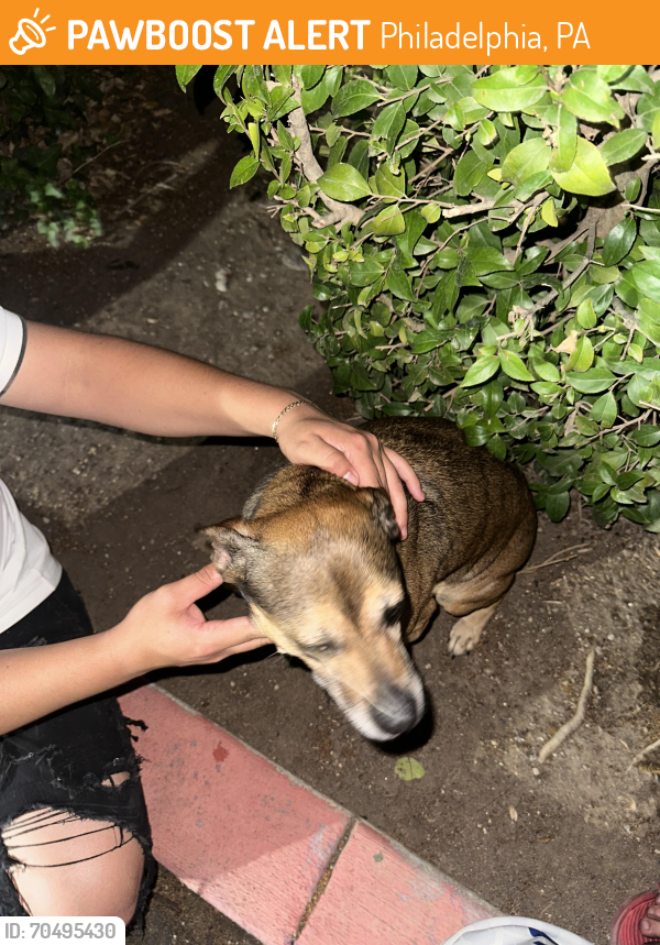 Philadelphia, PA Stray Female Dog Found Near En Patterson Ca | PawBoost