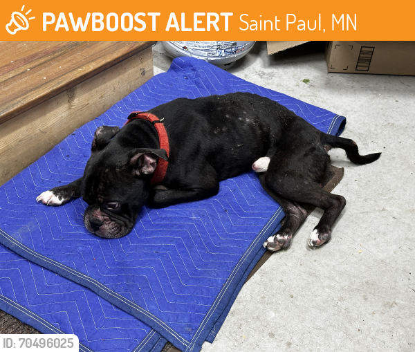 Saint Paul, MN Stray Male Dog Found Near Highland Park Golf Course ...