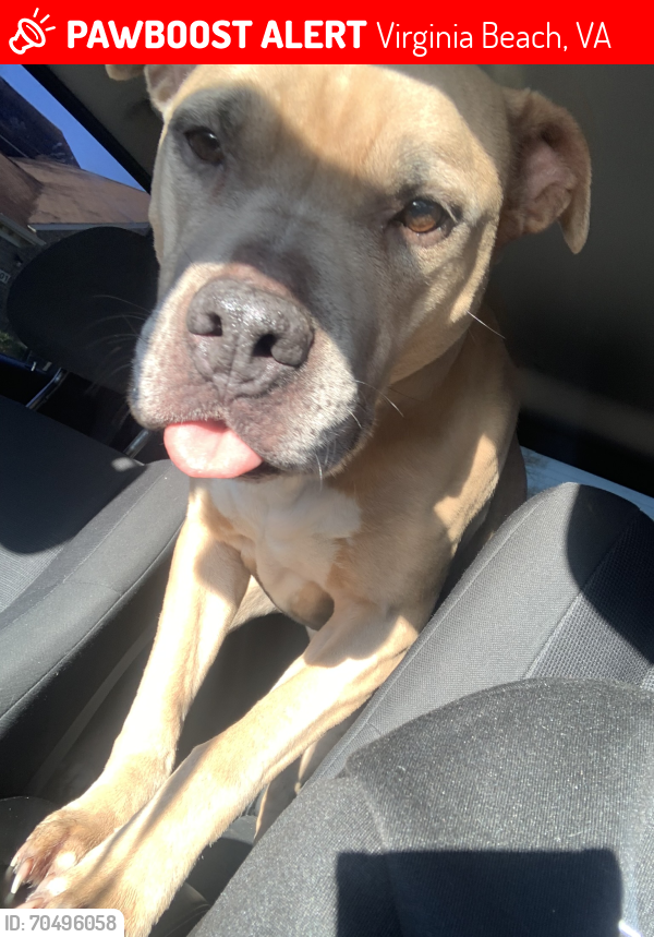 Virginia Beach, VA Lost Female Dog, Jypsie Is Missing | PawBoost
