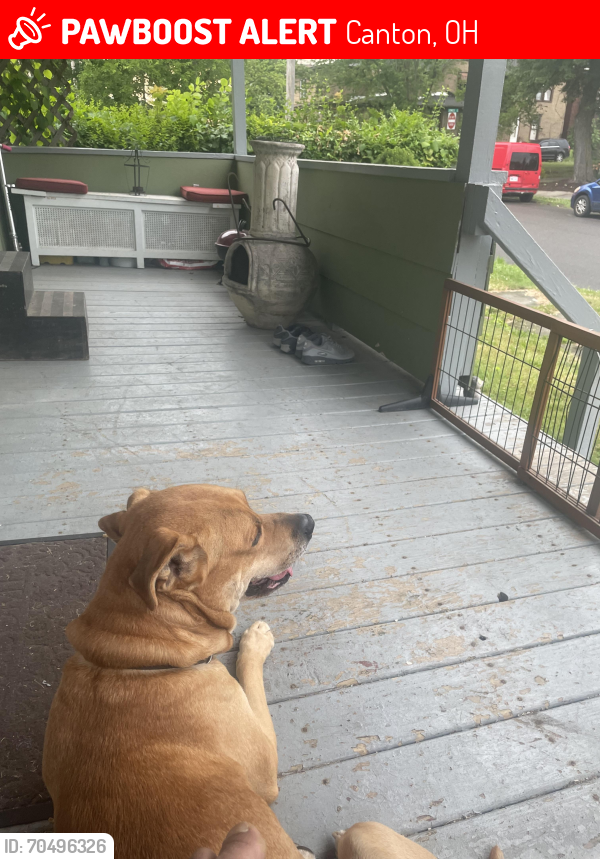Canton, OH Lost Male Dog, Soso Is Missing | PawBoost