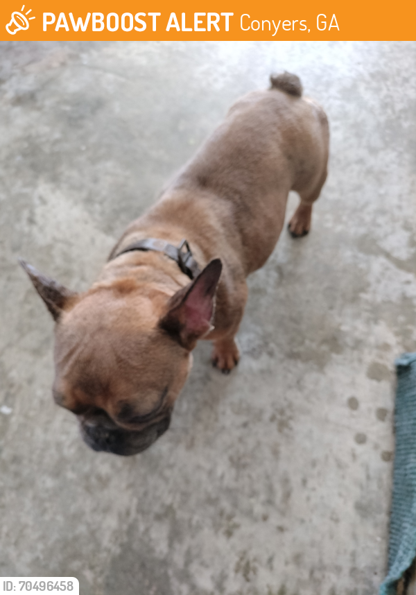 Conyers, GA Stray Male Dog Found Near Bulldog dr | PawBoost