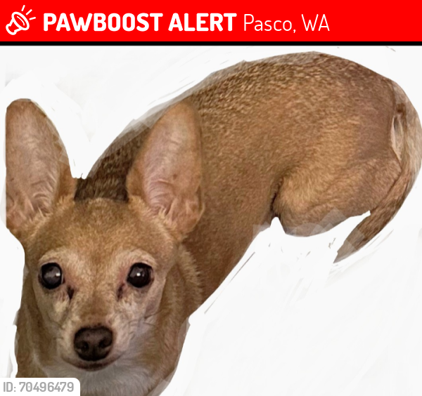 Pasco, WA Lost Female Dog, Rata Is Missing | PawBoost