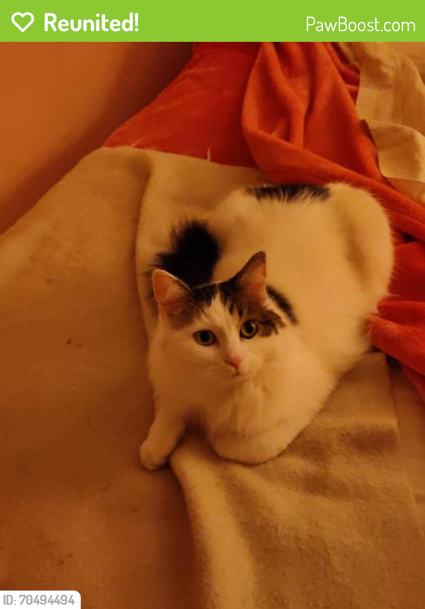 Reunited Female Cat in Minnetonka, MN 55345 (ID: 70494494) | PawBoost