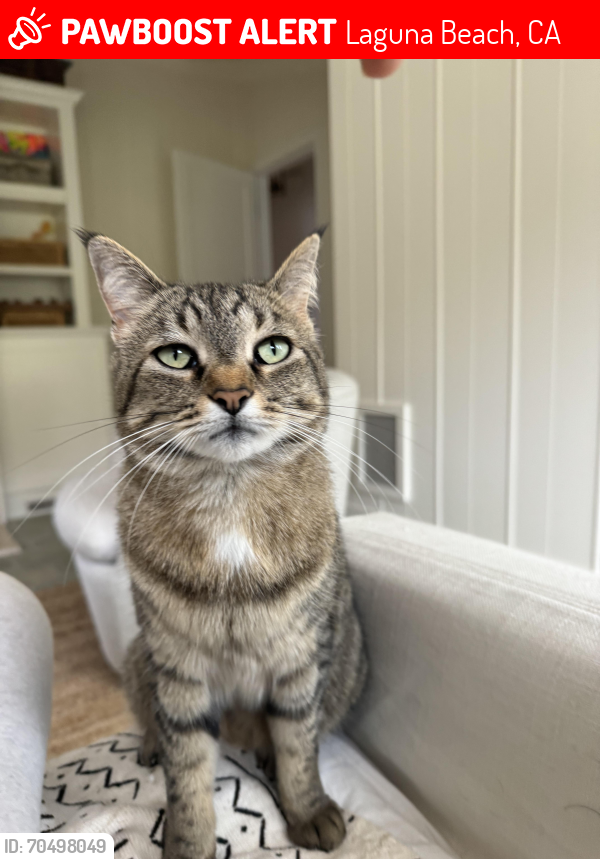 Laguna Beach, CA Lost Female Cat, Kitty Girl Is Missing | PawBoost