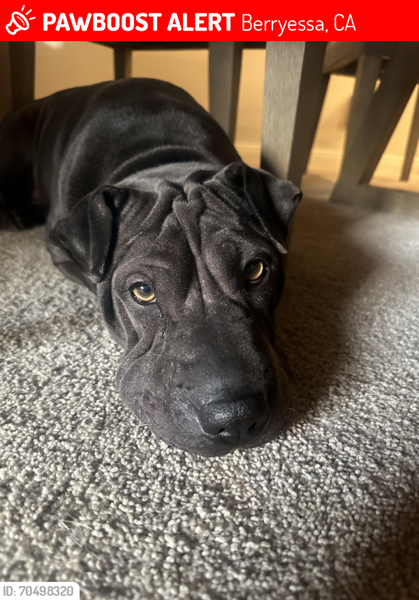 Berryessa, CA Lost Female Dog, Bloo Is Missing | PawBoost