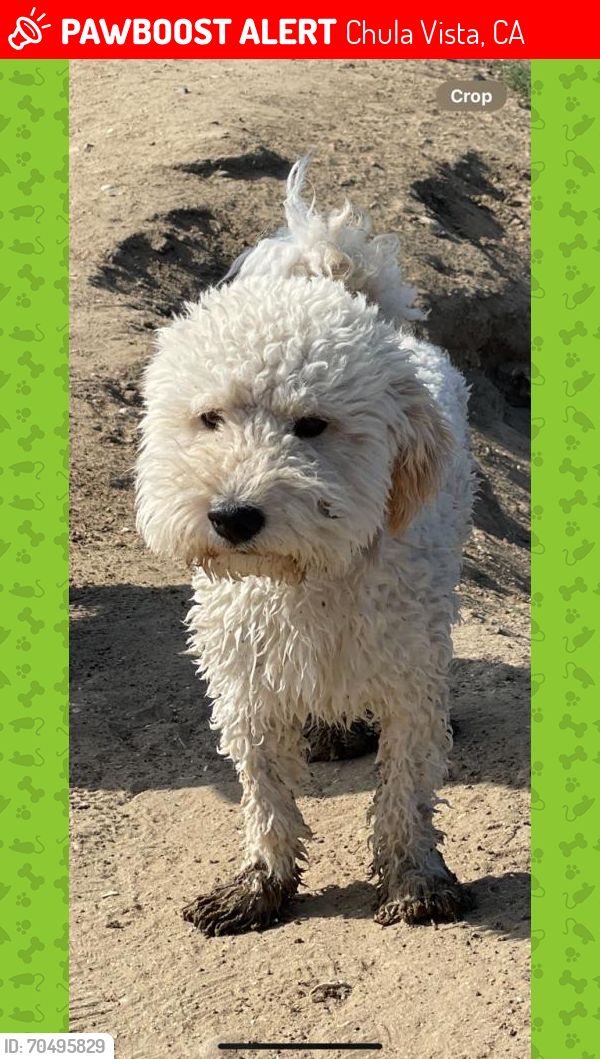 Chula Vista, CA Lost Male Dog, Bubbles Is Missing | PawBoost