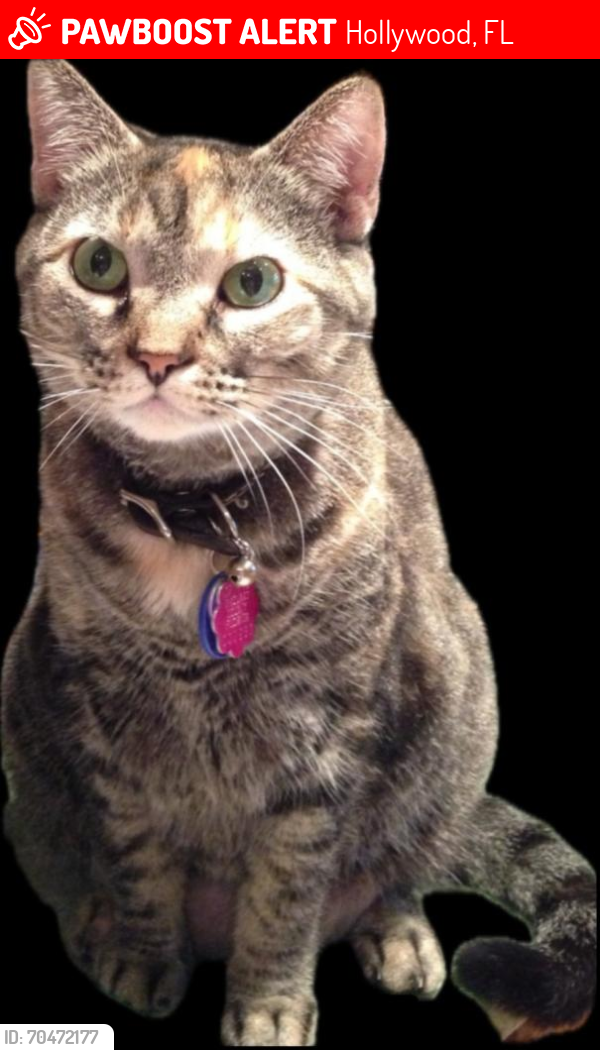 Hollywood, FL Lost Female Cat, Cheetah Is Missing | PawBoost
