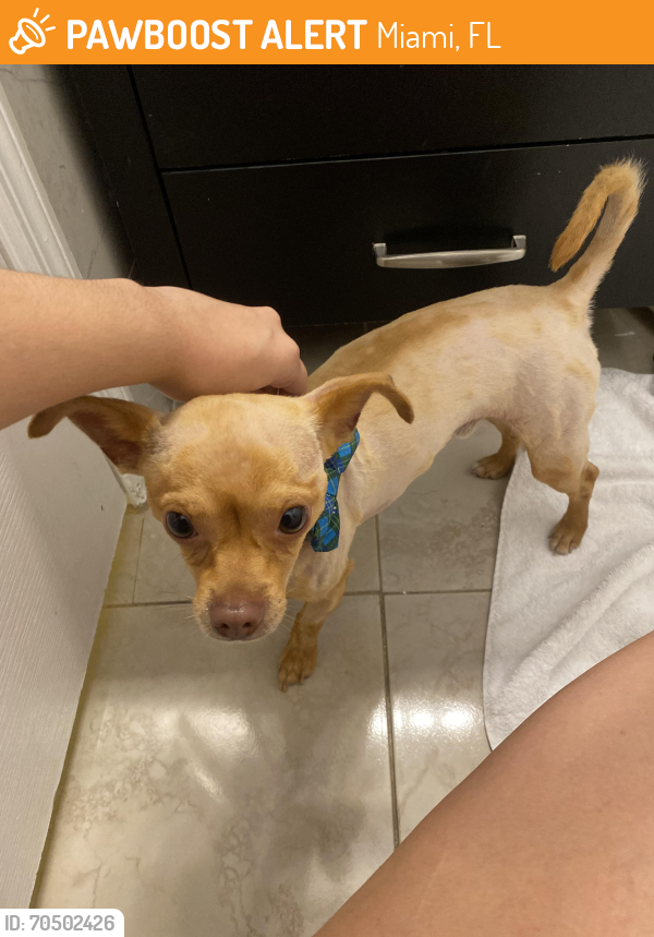 Miami, FL Stray Male Dog Found Near Forest Lakes s | PawBoost