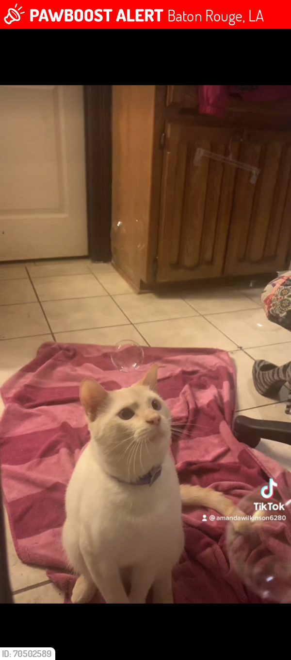 Baton Rouge, LA Lost Male Cat, Lil dude Is Missing | PawBoost