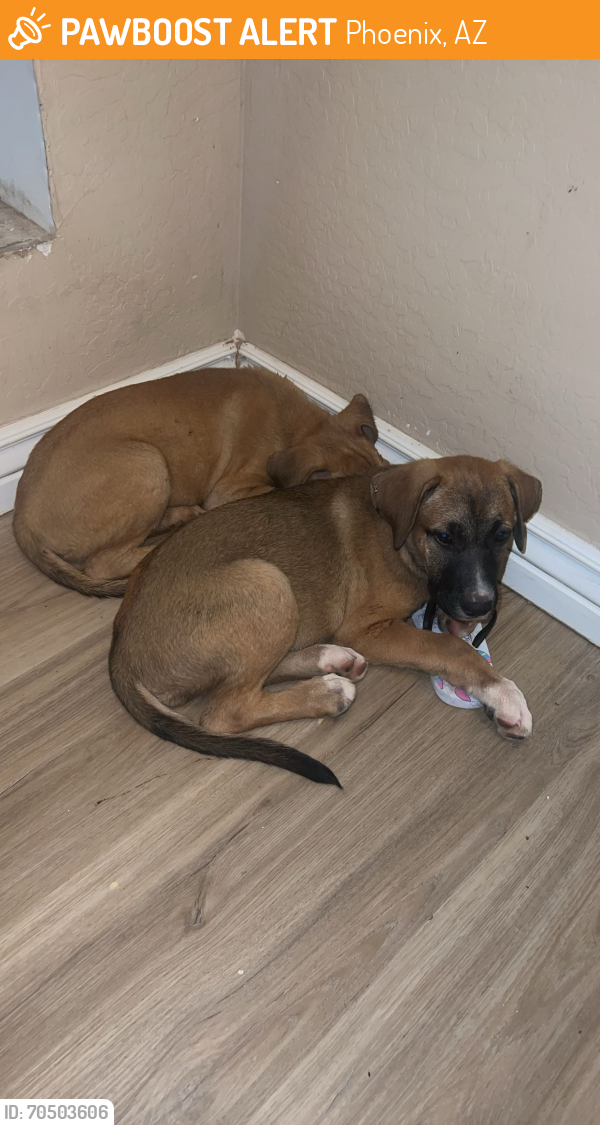 Phoenix, AZ Stray Female Dog Found Near Laveen | PawBoost