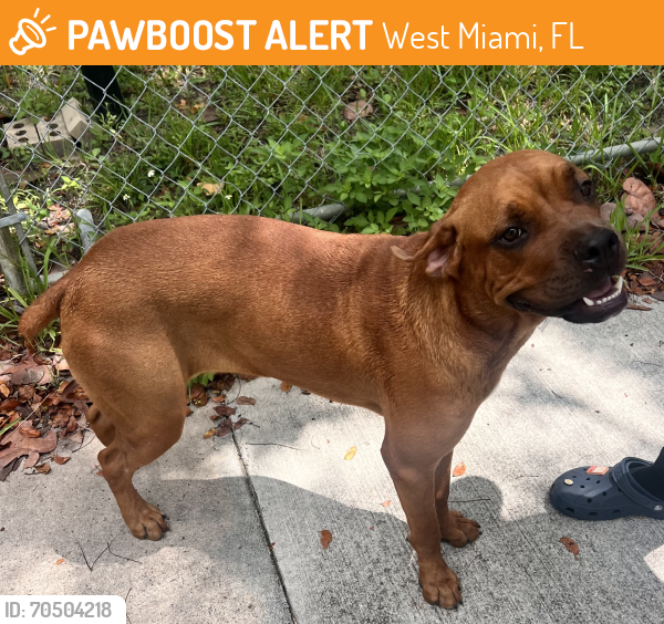 West Miami, FL Stray Female Dog Found Near SW 65 Ave | PawBoost