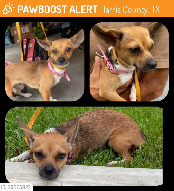 Harris County, TX Stray Female Dog Found Near Spring Cypress & Champion ...