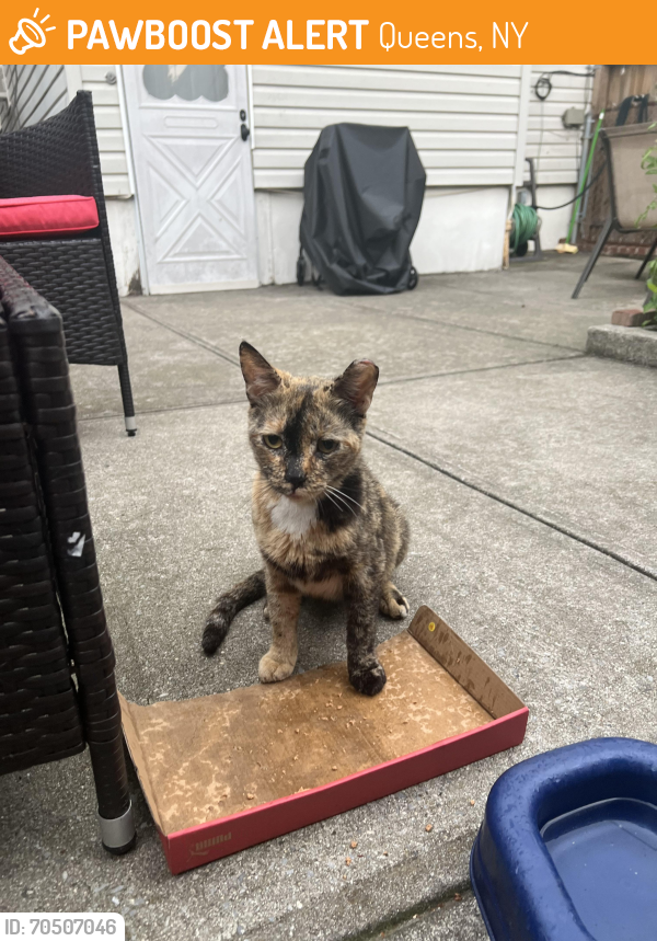 Queens, NY Stray Female Cat Found Near Near lane 78 ave | PawBoost