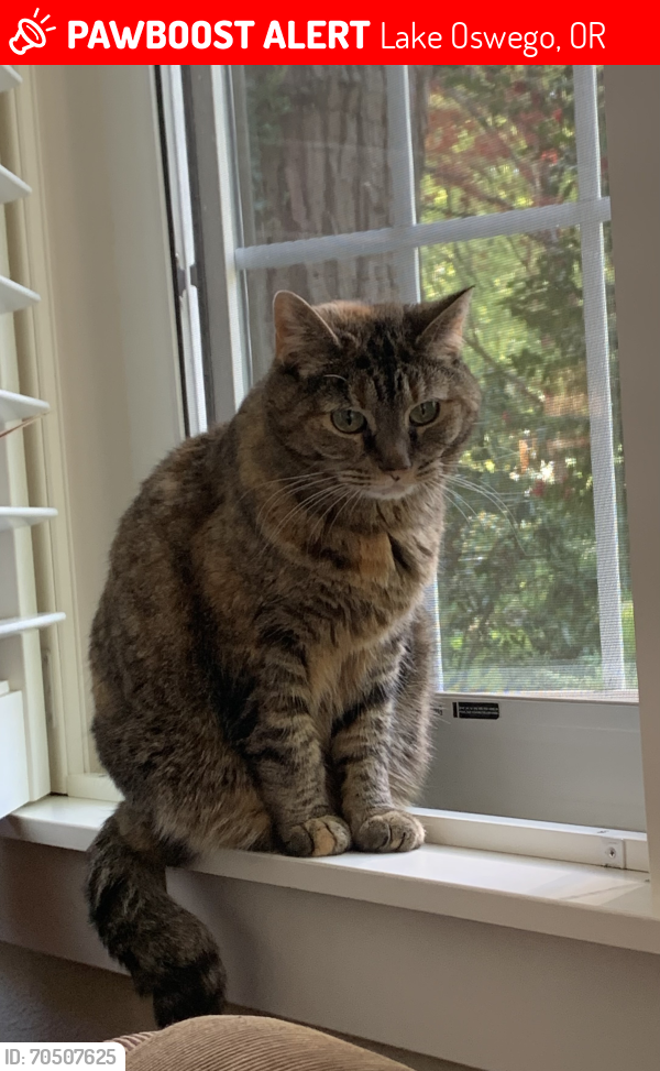 Lake Oswego, OR Lost Female Cat, Loki Is Missing | PawBoost