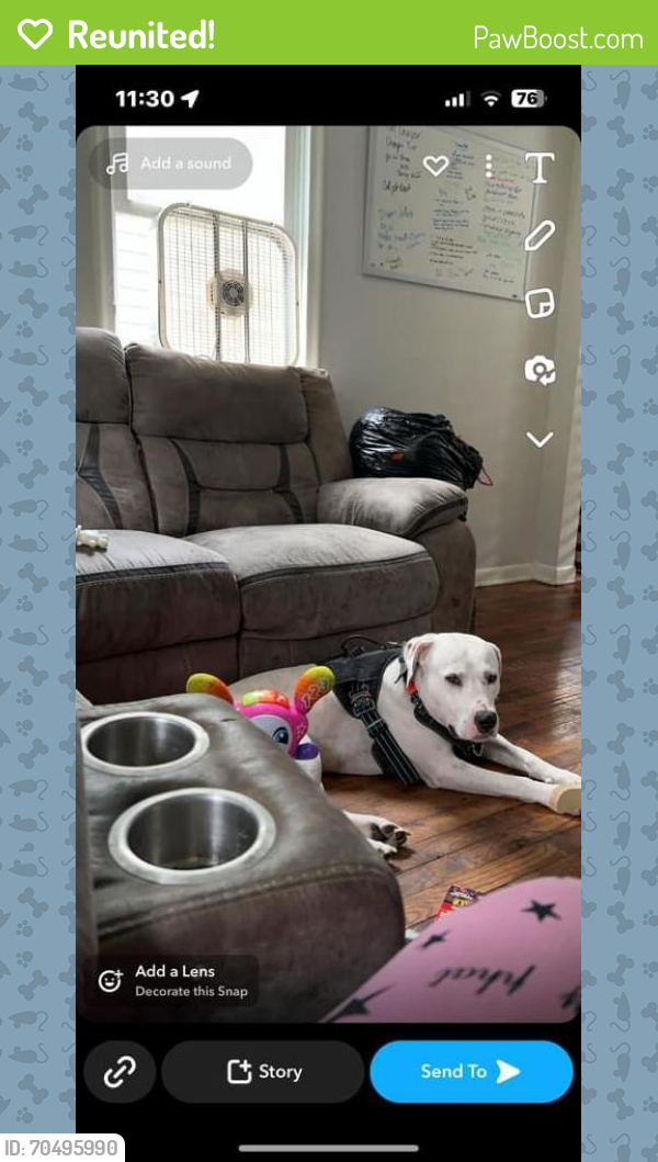 Reunited Male Dog in Lansing, MI 48911 (ID: 70495990) | PawBoost