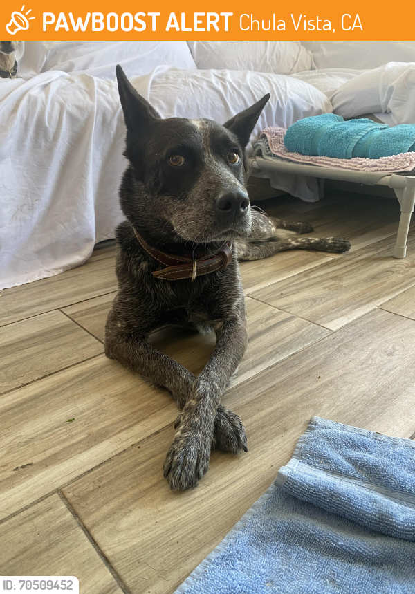 Chula Vista, CA Stray Female Dog Found Near Near ’s taco shop | PawBoost