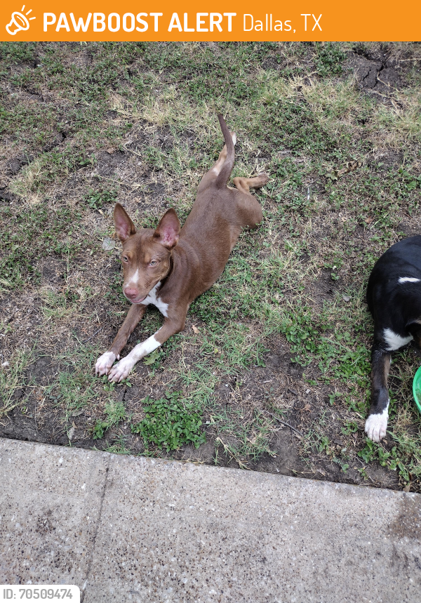 Dallas, TX Stray Female Dog Found Near Kenwell and Thedford @ Wren Way ...