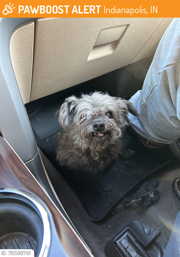 Indianapolis, IN Stray Female Dog Found Near Stop 11 and Bluff Rd ...