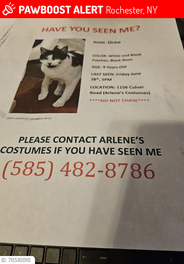 Rochester, NY Lost Female Cat, Oreo Is Missing | PawBoost