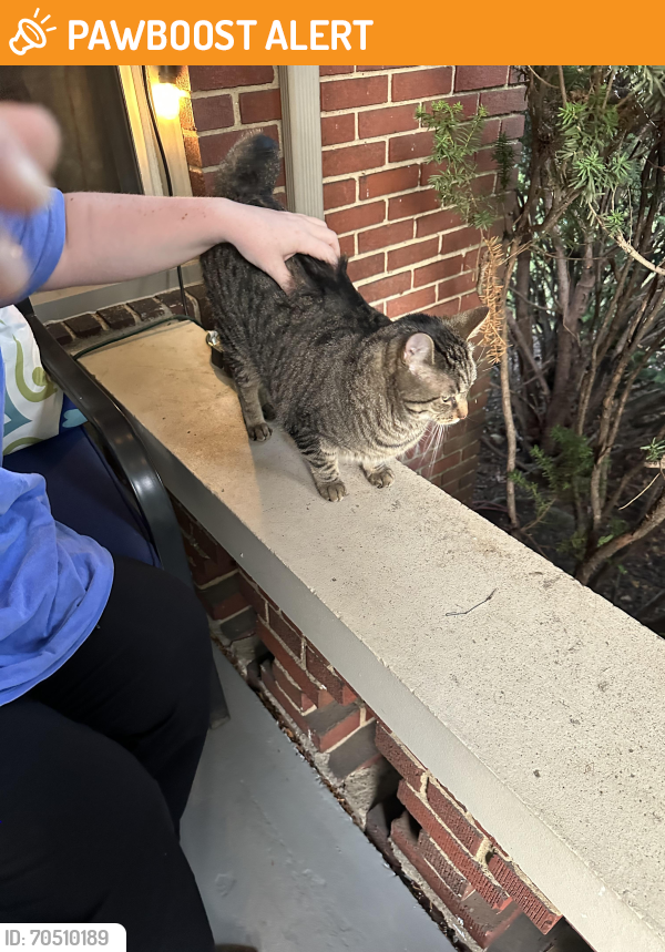 Cleveland Heights, OH Stray Cat Found Near Kensington and Westminster ...