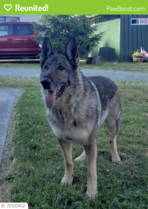 Reunited Male Dog in Sedro-Woolley, WA 98284 (ID: 70503612) | PawBoost