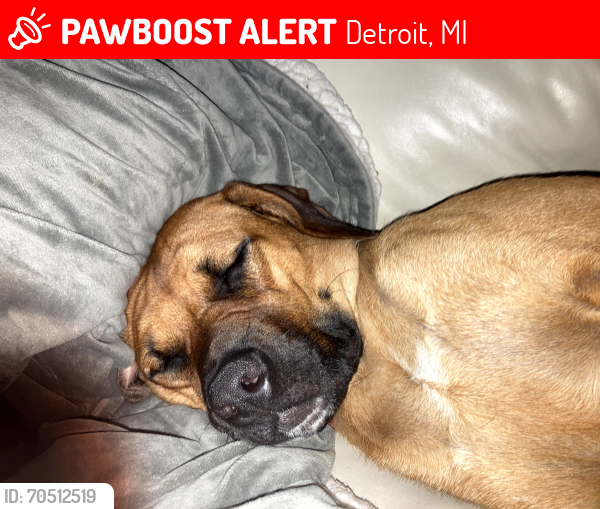 Detroit, MI Lost Female Dog, CHLOE ROSE Is Missing | PawBoost