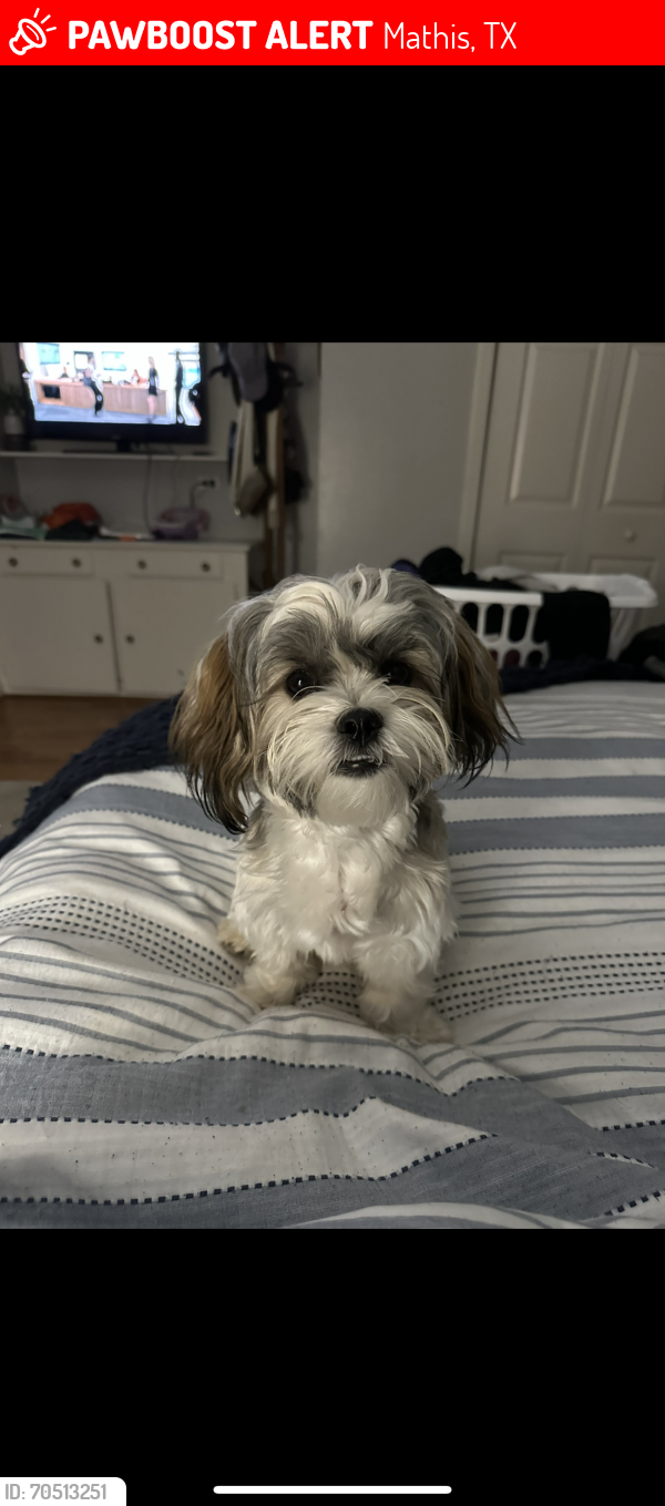 Mathis, TX Lost Female Dog, Trudy Is Missing | PawBoost