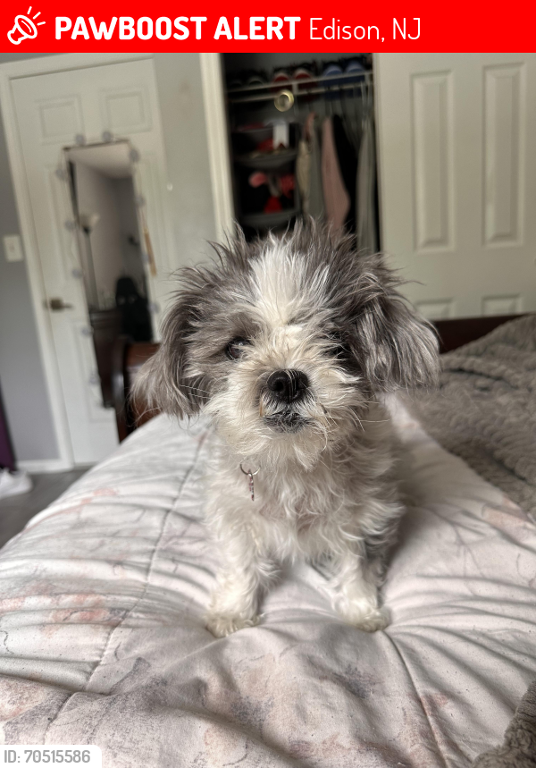 Edison, NJ Lost Female Dog, Dolly Is Missing | PawBoost