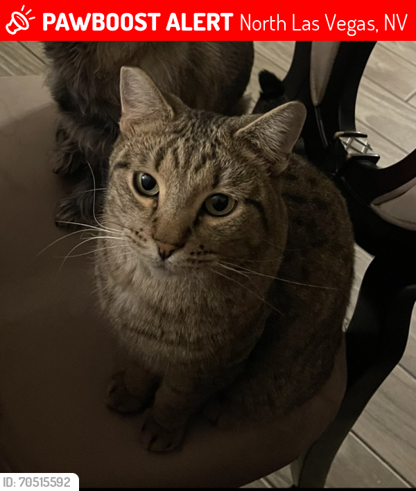 North Las Vegas, NV Lost Male Cat, Pichi Is Missing | PawBoost
