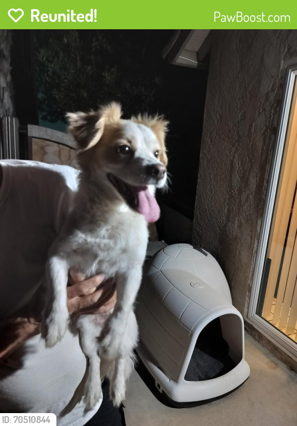 Reunited Male Dog in Perris, CA 92571 (ID: 70510844) | PawBoost