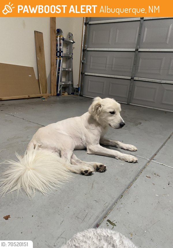 Albuquerque, NM Stray Male Dog Found Near Colima and Kipuka | PawBoost