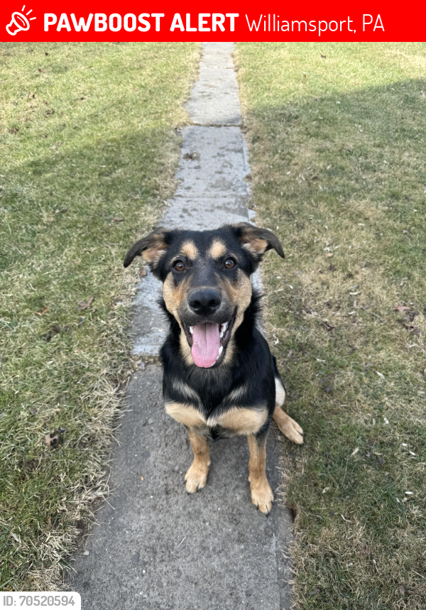 Williamsport, PA Lost Female Dog, Xylo Is Missing | PawBoost