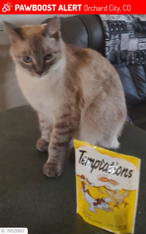 Orchard City, CO Lost Female Cat, Missy Is Missing | PawBoost