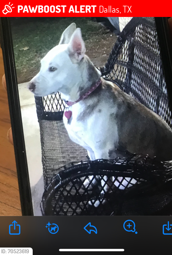 Dallas, TX Lost Female Dog, Bonnie Is Missing | PawBoost