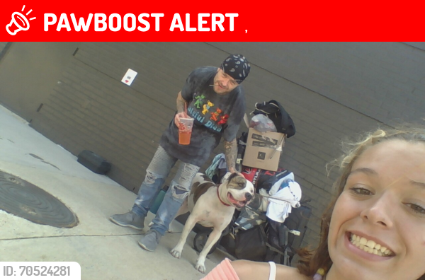 Lost Male Dog, Buster Is Missing | PawBoost