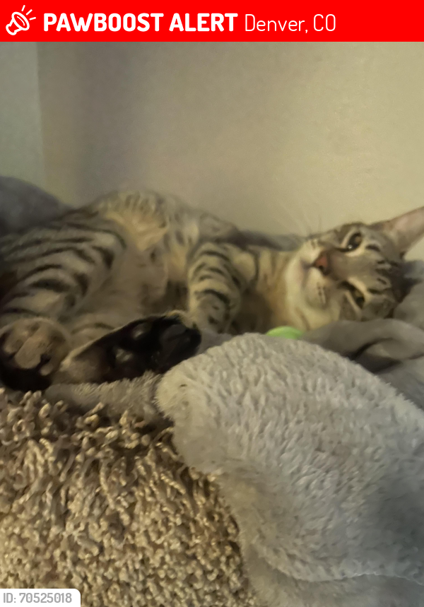 Denver, CO Lost Female Cat, Doja Is Missing | PawBoost