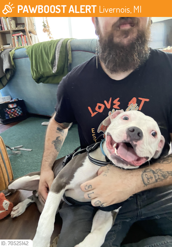 Livernois, MI Stray Male Dog Found Near Livernois and monica | PawBoost