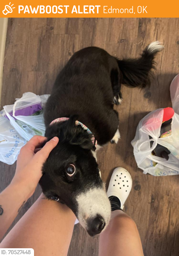 Edmond, OK Stray Female Dog Found Near Near SW 12th Street, OKC | PawBoost