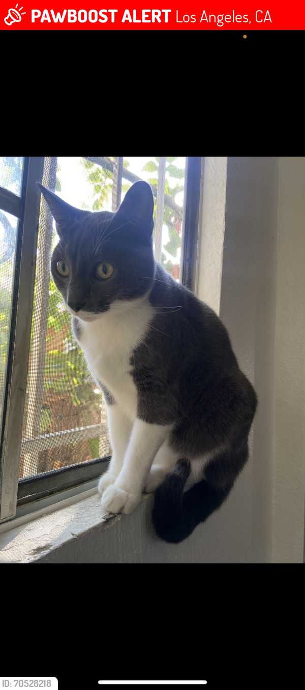Los Angeles, CA Lost Male Cat, Micho Is Missing | PawBoost