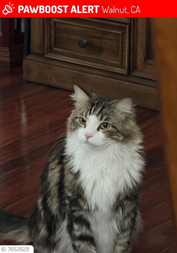 Walnut, CA Lost Male Cat, Knuckles Is Missing | PawBoost