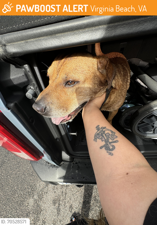 Virginia Beach, VA Stray Male Dog Found Near Independence Blvd and ...