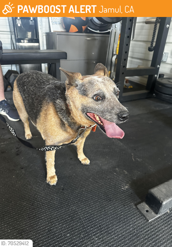 Jamul, CA Stray Female Dog Found Near Lawson Valley Road | PawBoost