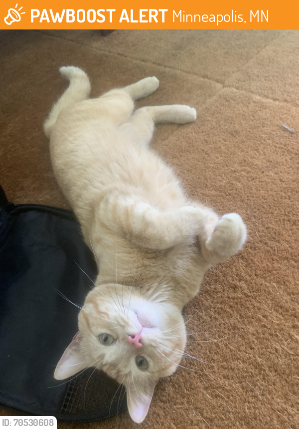 Minneapolis, MN Stray Male Cat Found Near N. Minneapolis | PawBoost