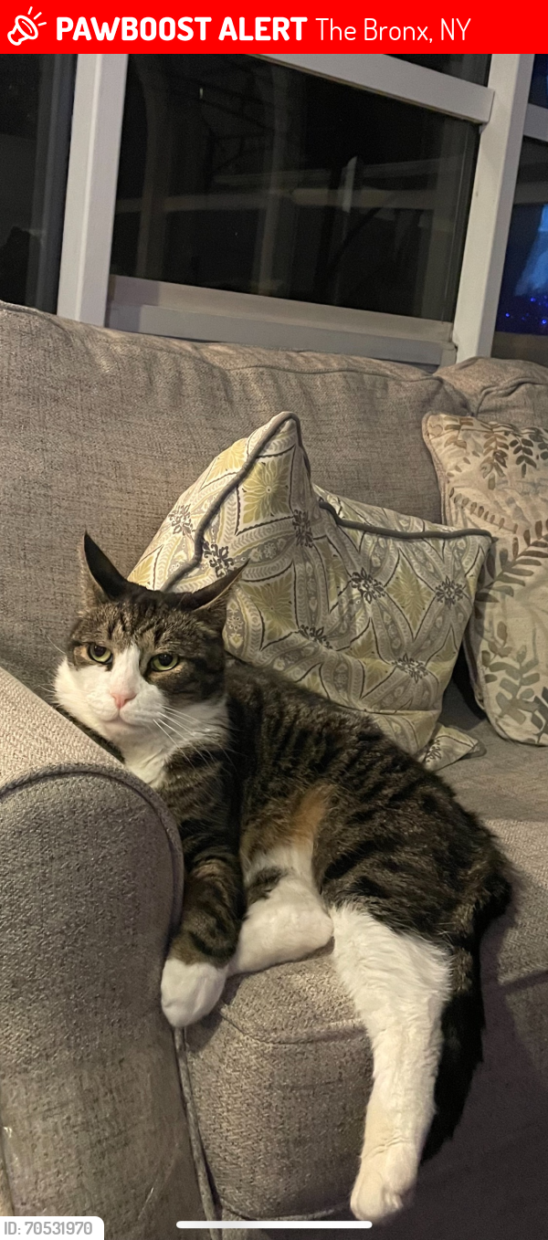 The Bronx, NY Lost Male Cat, Magneto Is Missing | PawBoost