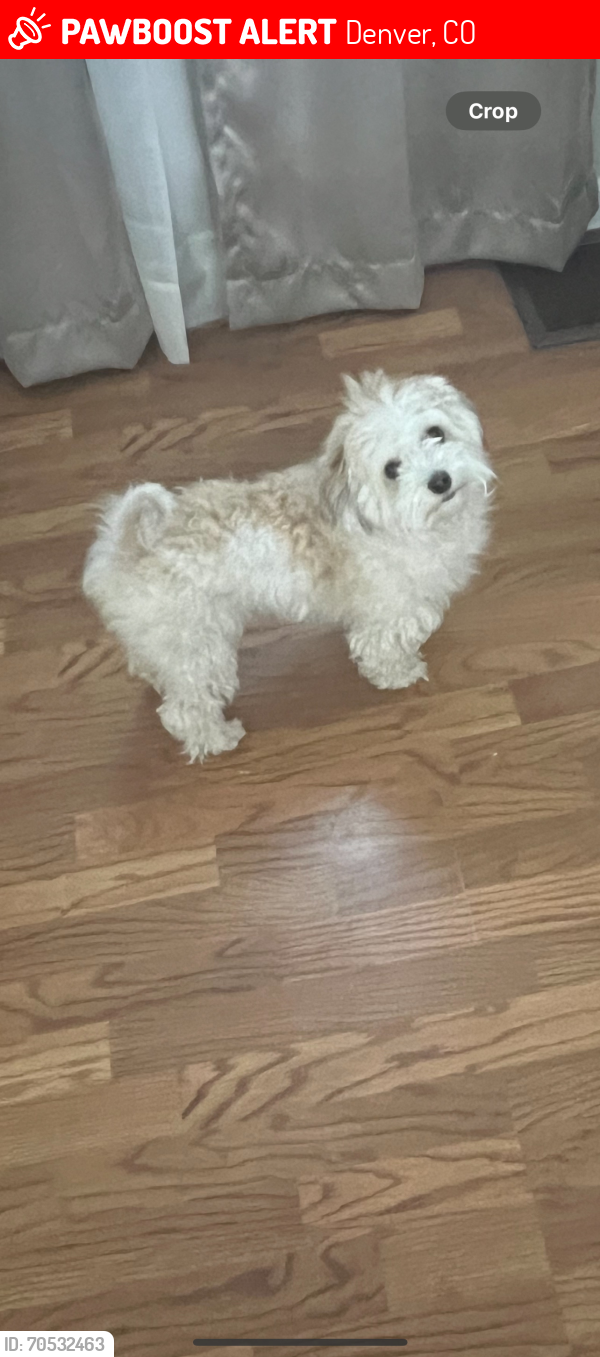 Denver, CO Lost Female Dog, Princess Is Missing | PawBoost