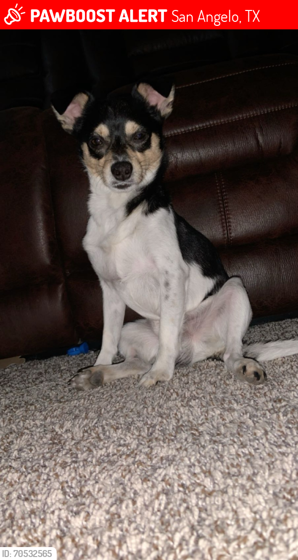 San Angelo, TX Lost Male Dog, Kylo Is Missing | PawBoost